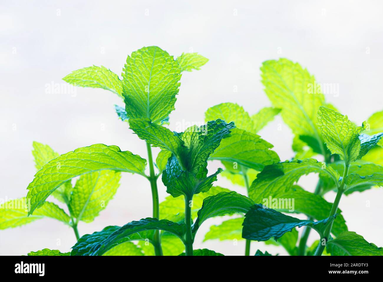 Mint plant closeup. Natural light through leaves. Horizontal ...