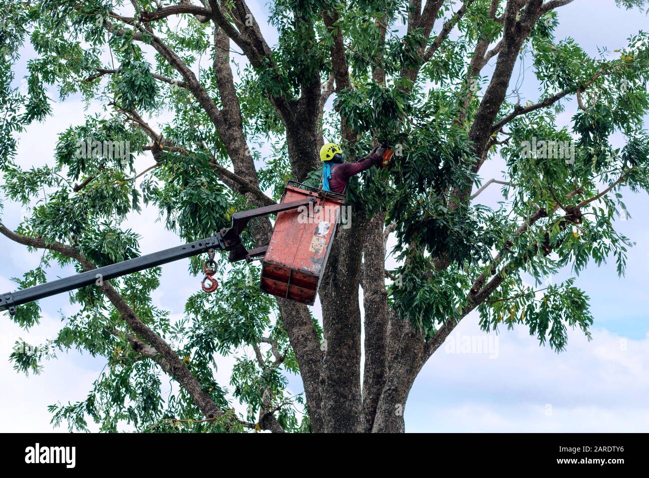 Tree pruning and sawing by a man with a chainsaw, standing on a ...