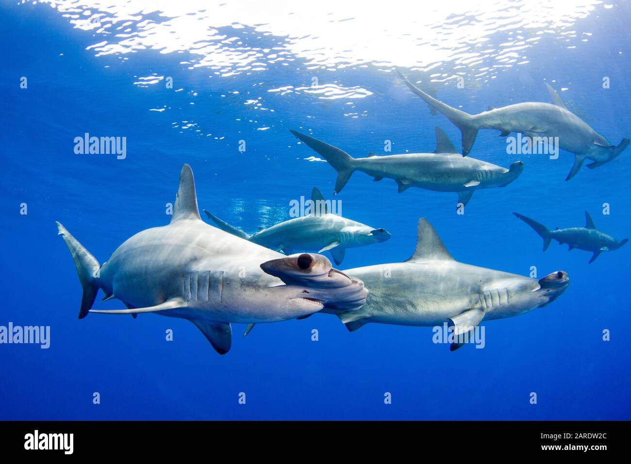 Great Hammerhead School