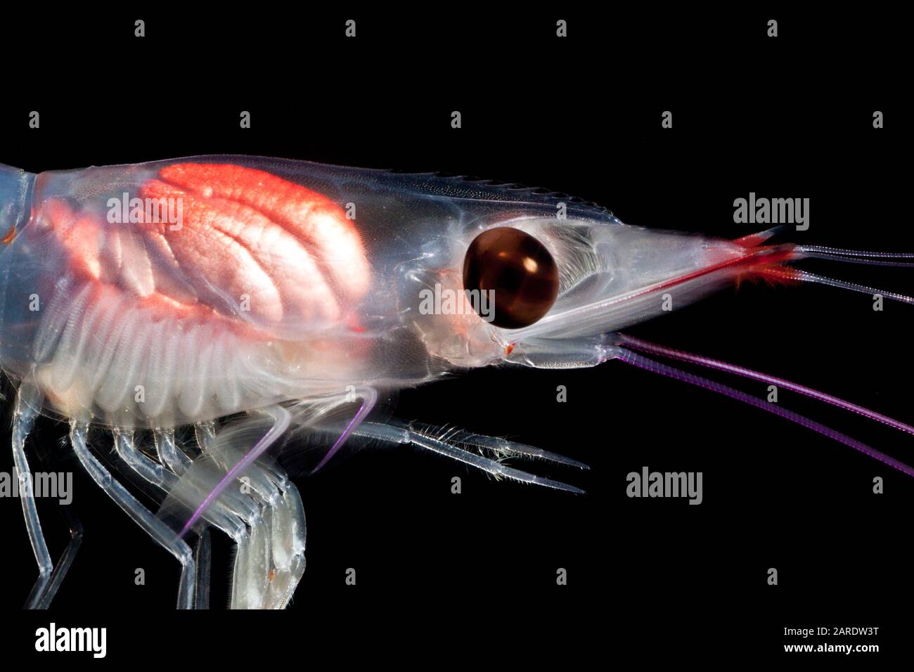 Penaeid shrimp hi-res stock photography and images - Alamy