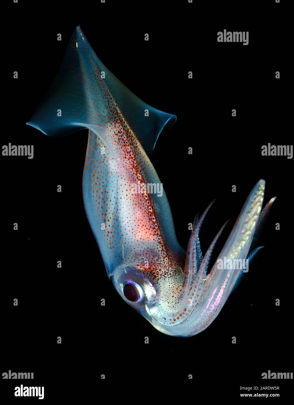 Club hooked squid hi-res stock photography and images - Alamy