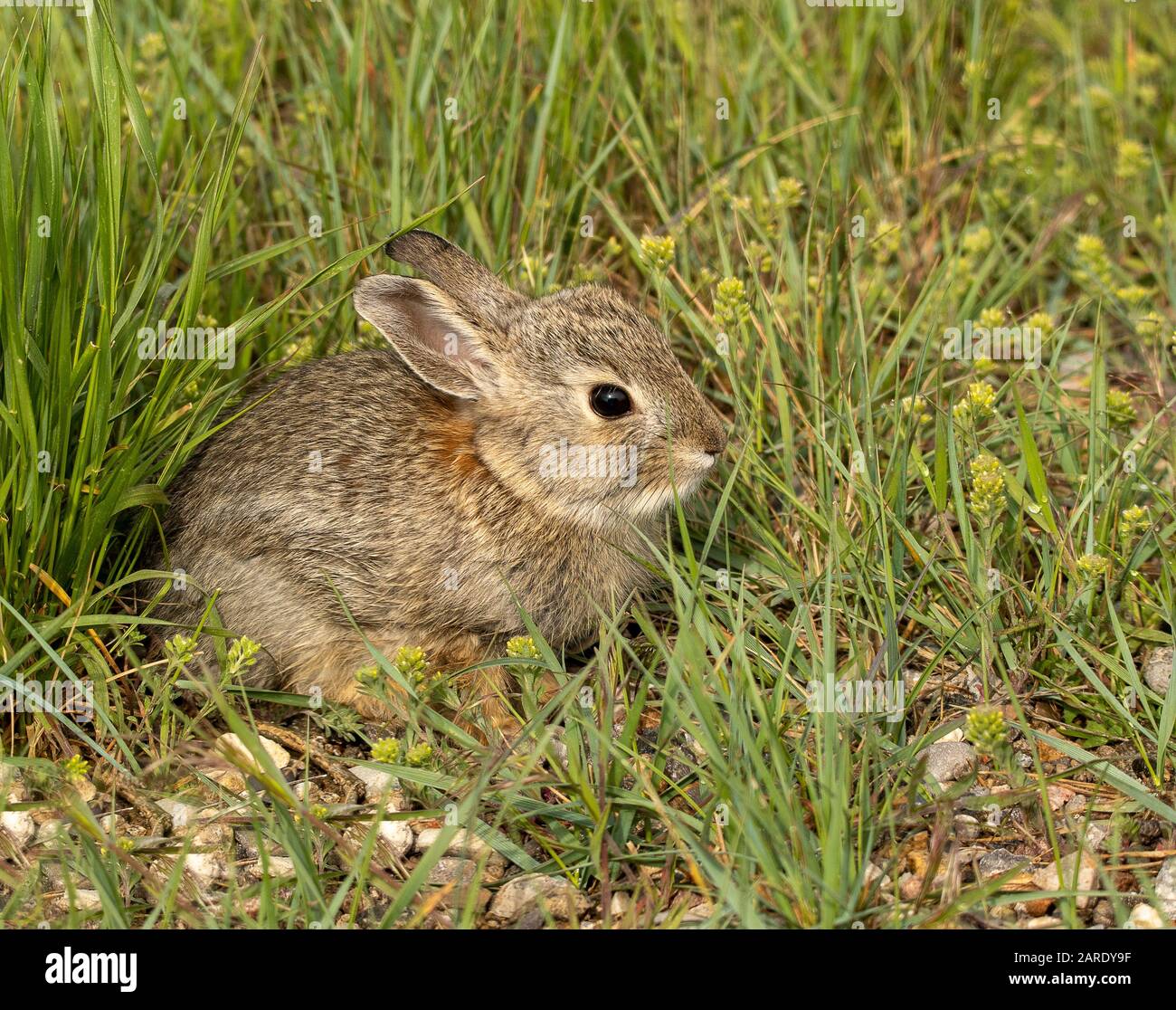 Baby cottontail hi-res stock photography and images - Alamy