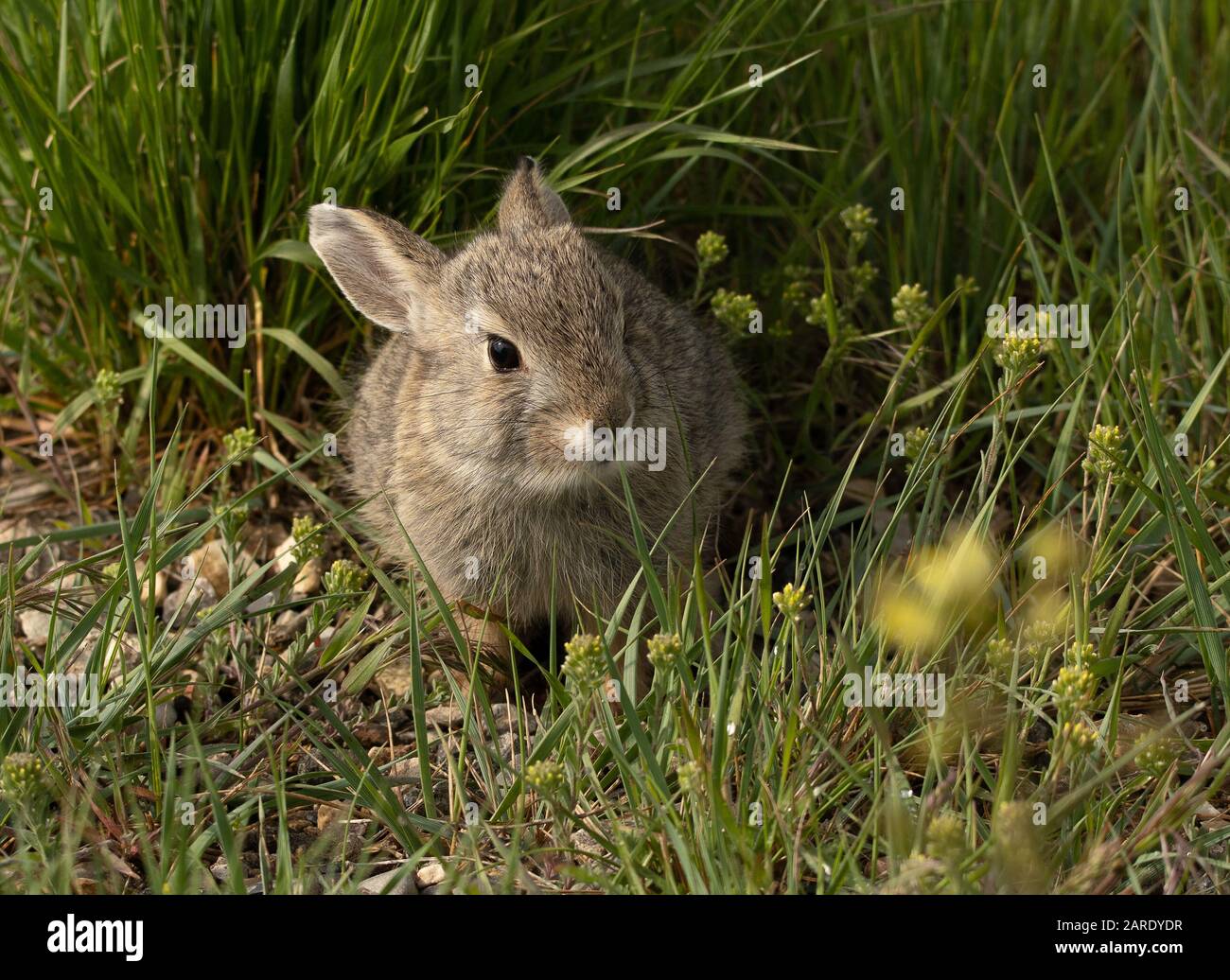 Rabbit kit hi-res stock photography and images - Alamy