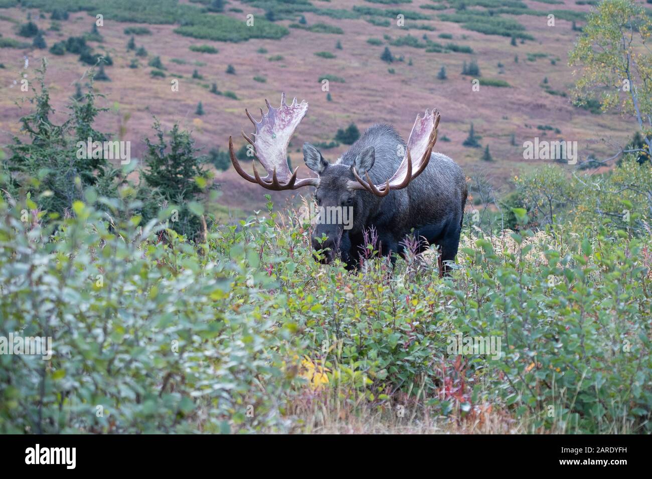 Alaskan Bull Moose in Fall Colors Stock Photo - Alamy
