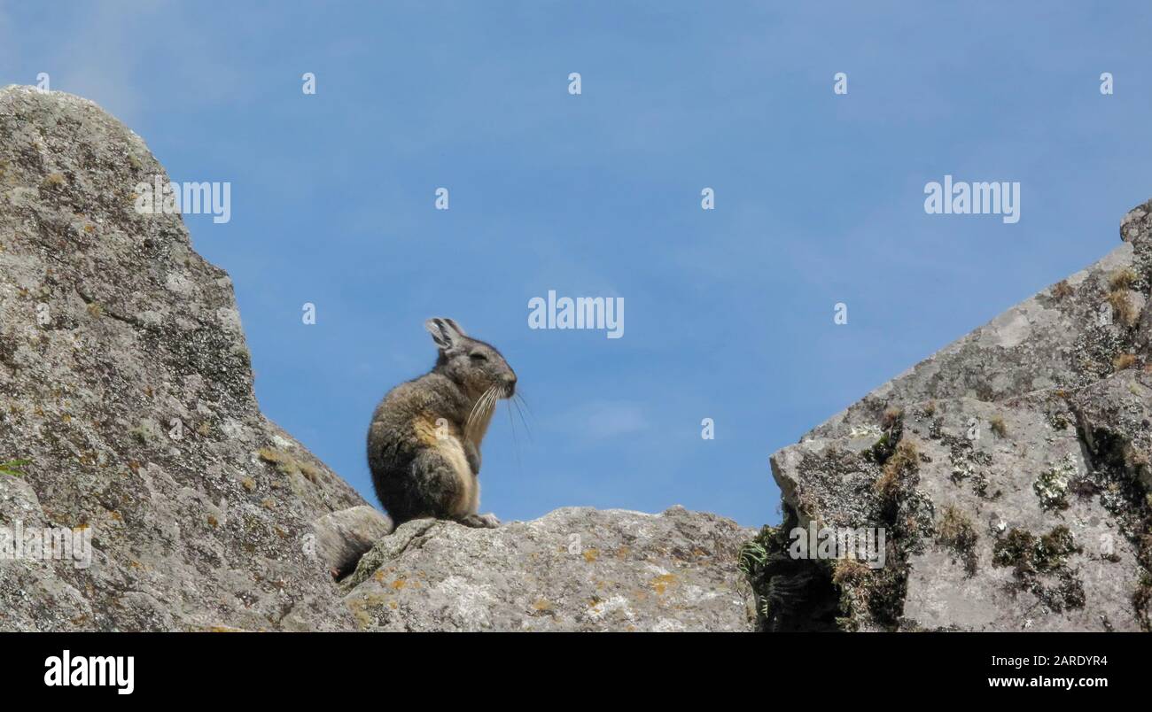 Viscacha hi-res stock photography and images - Alamy