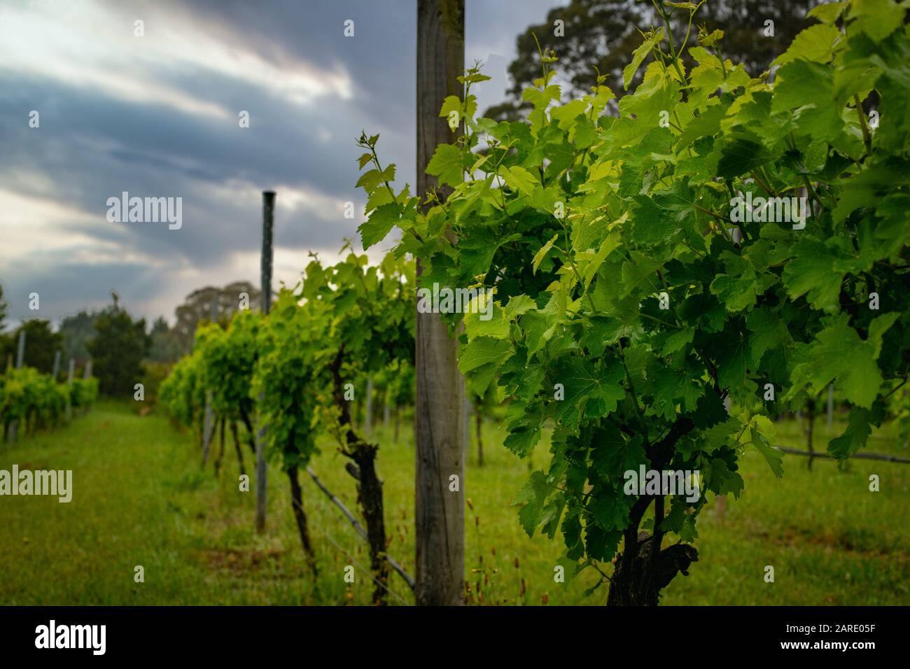 Grape trellis hi-res stock photography and images - Alamy