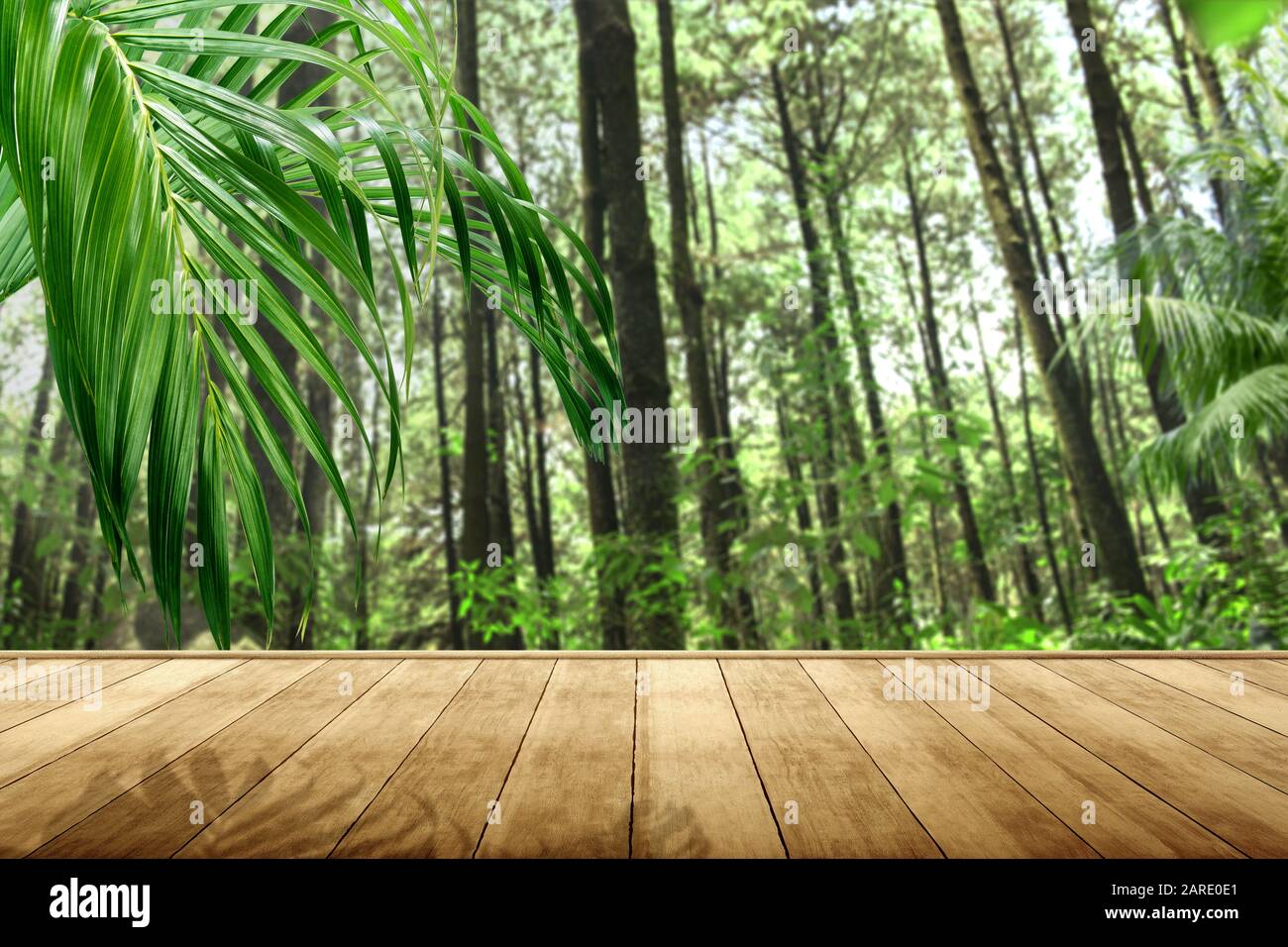 Wooden floor with green trees and palm leaf in the forest Stock Photo ...