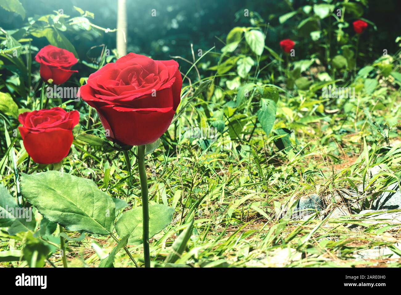 Red rose flower on the field with sunlight background Stock Photo - Alamy