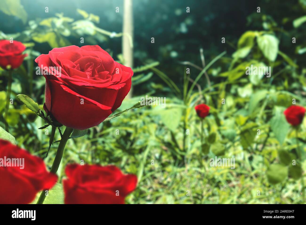 Red rose flower on the field with sunlight background Stock Photo - Alamy