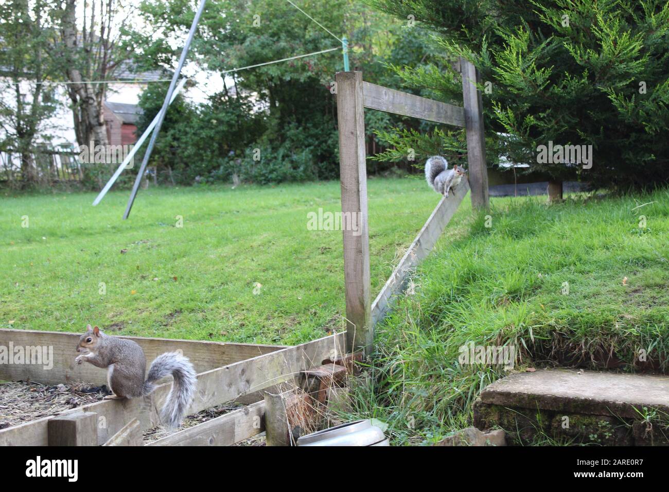 Grey squirrels digging hi-res stock photography and images - Alamy