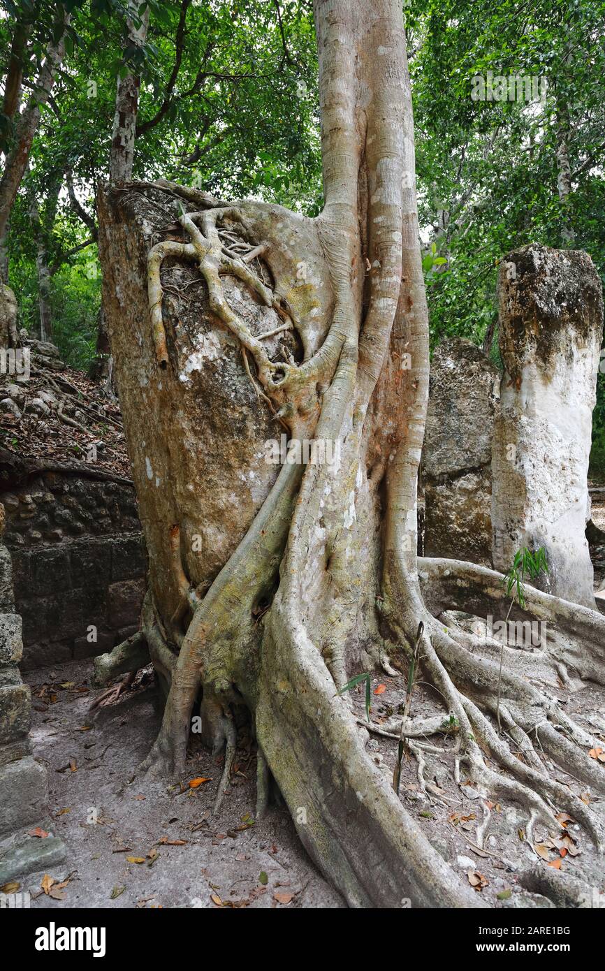 A large stone stele is effectively strangled by the trunk and roots of ...
