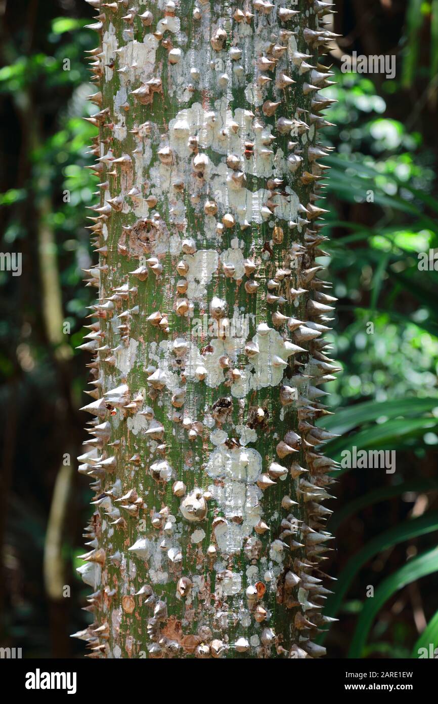 The thickly-spined bark of a Ceiba tree, considered the Tree of Life in ...