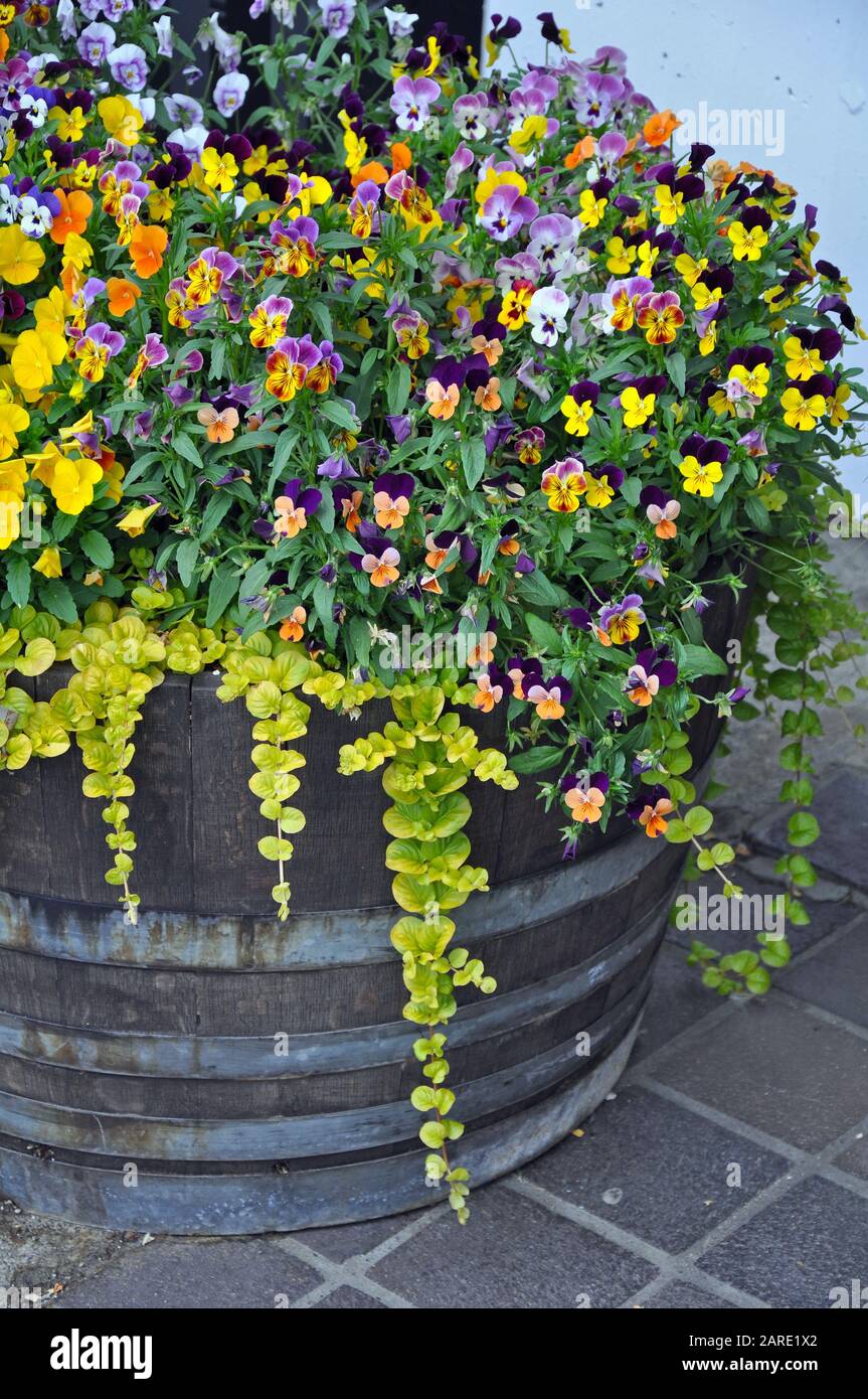 Colorful flower barrel planter Stock Photo - Alamy