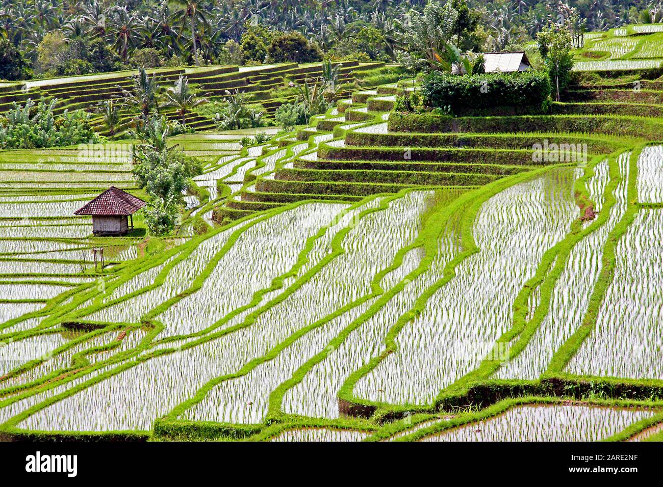 Balinese farmer in rice fields bali hi-res stock photography and images ...