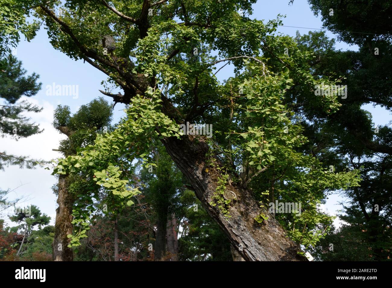 Surviving tree of the A-bomb, Shukkei-en Garden ("shrunken-scenery ...