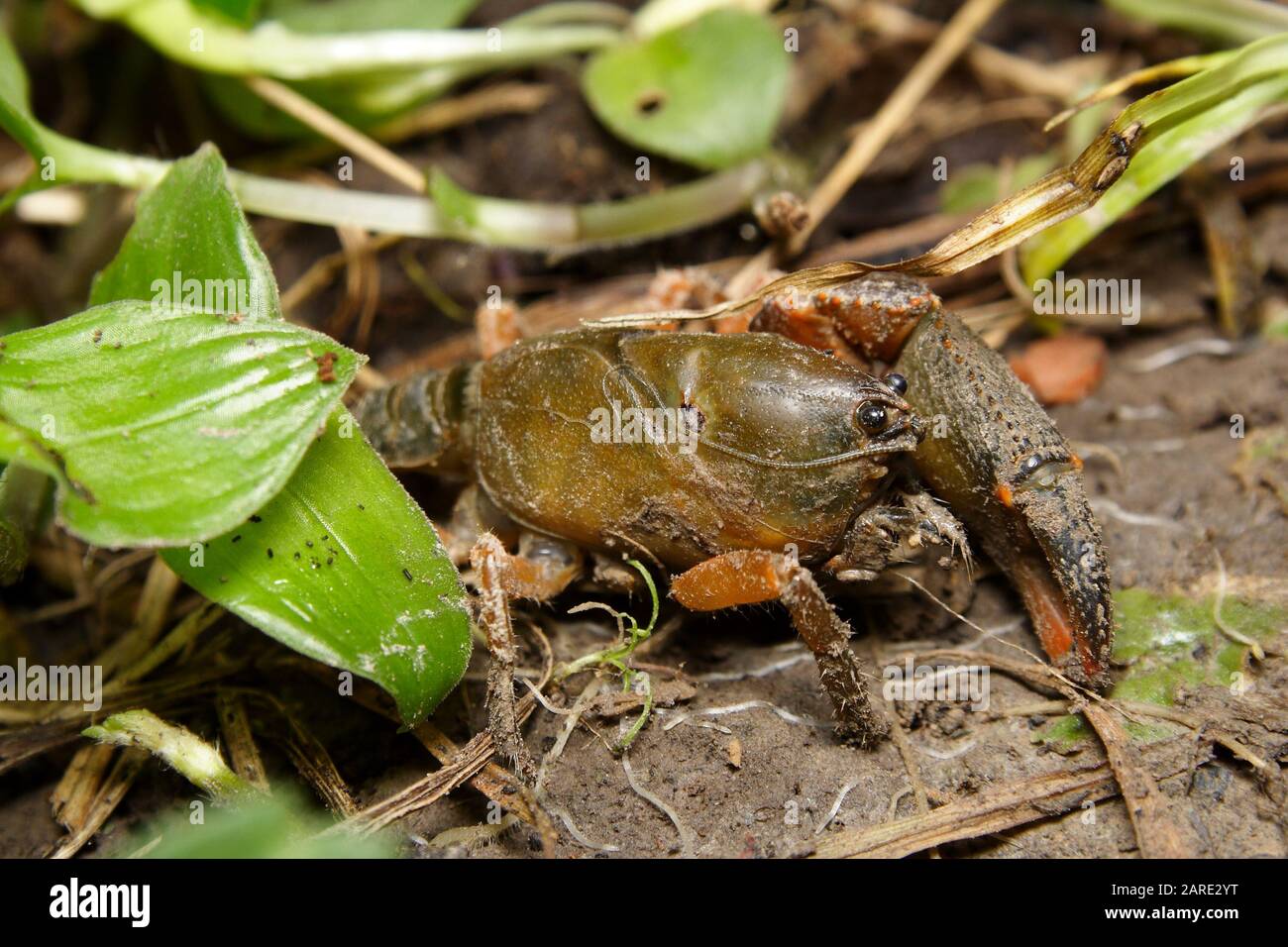 Australian Yabby High Resolution Stock Photography and Images - Alamy