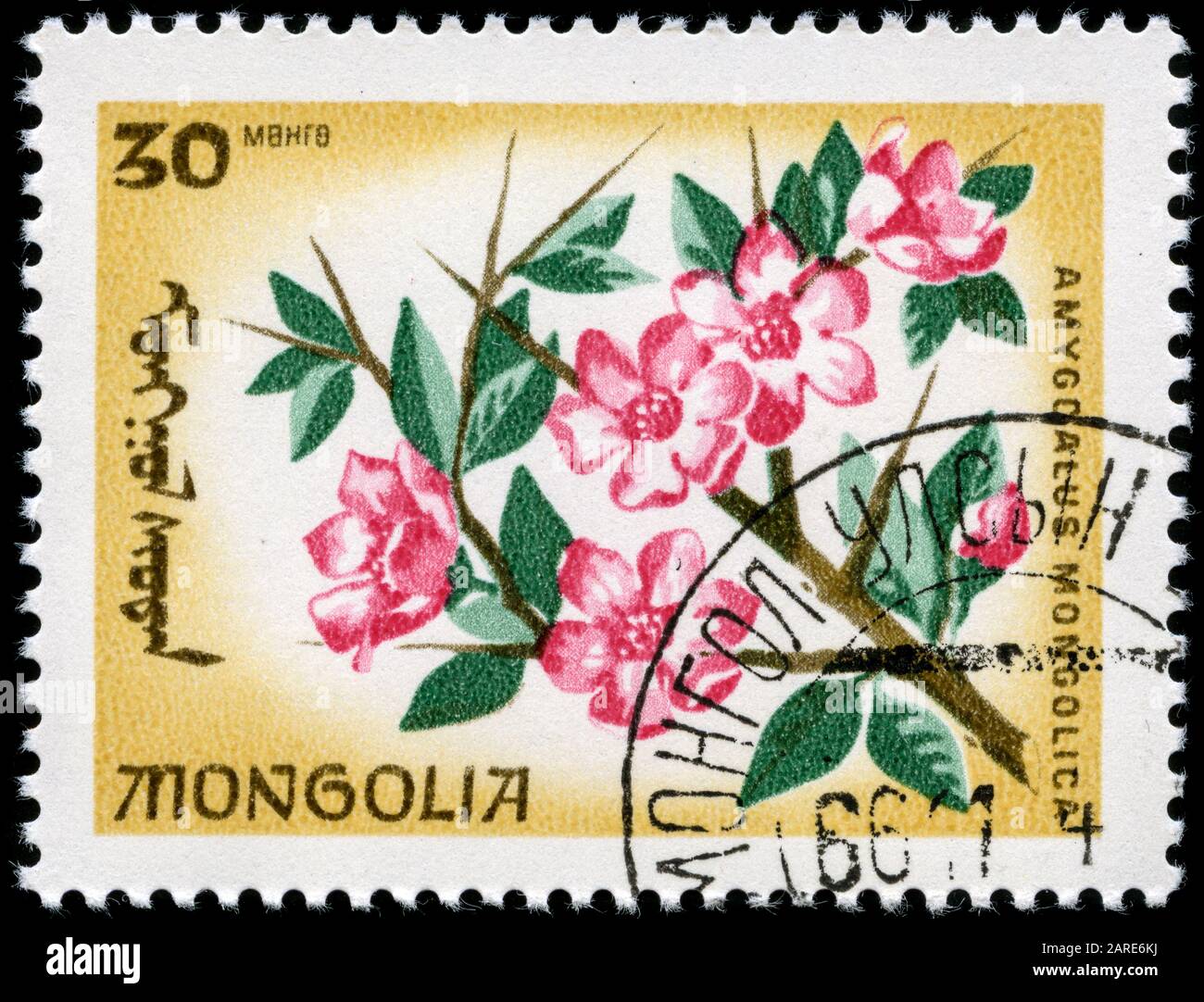 Mongolica hi-res stock photography and images - Alamy