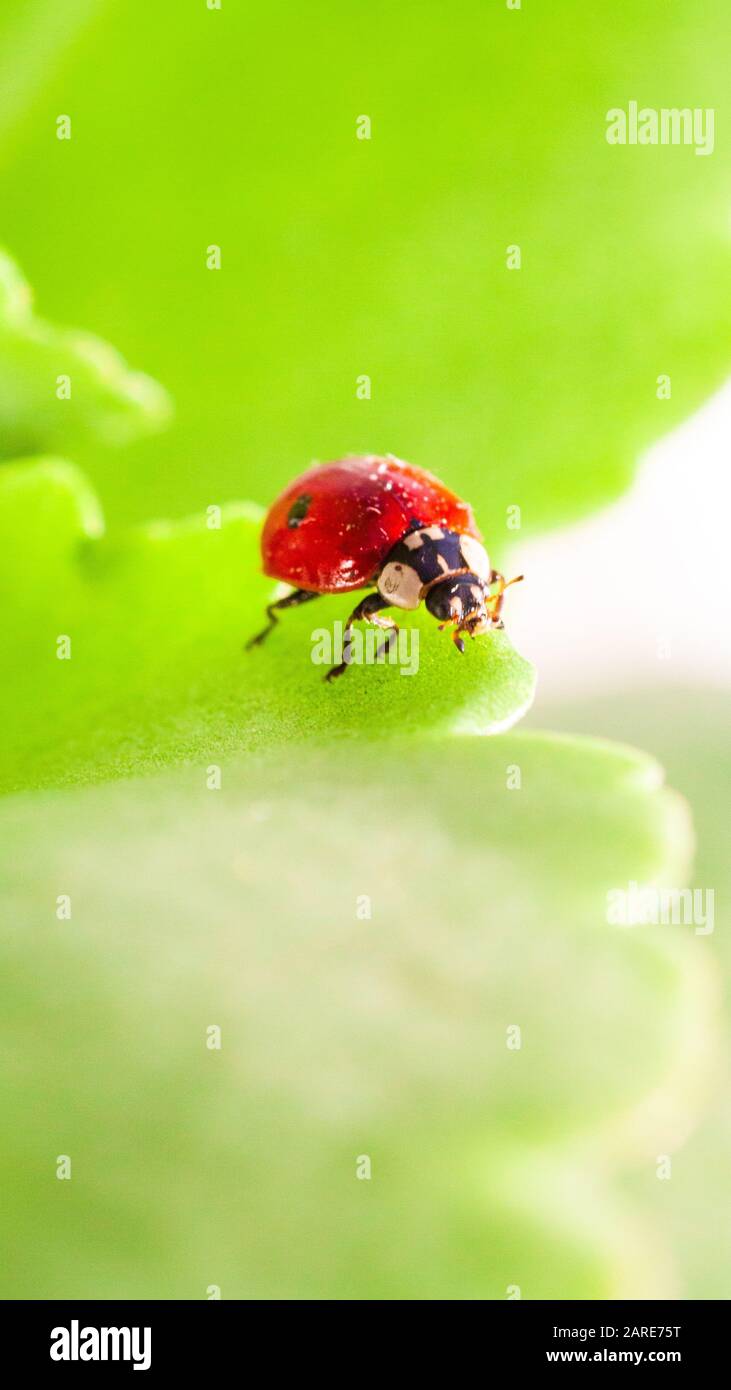 Macro of ladybug on a blade of grass in the morning sun Ladybug - bug ...