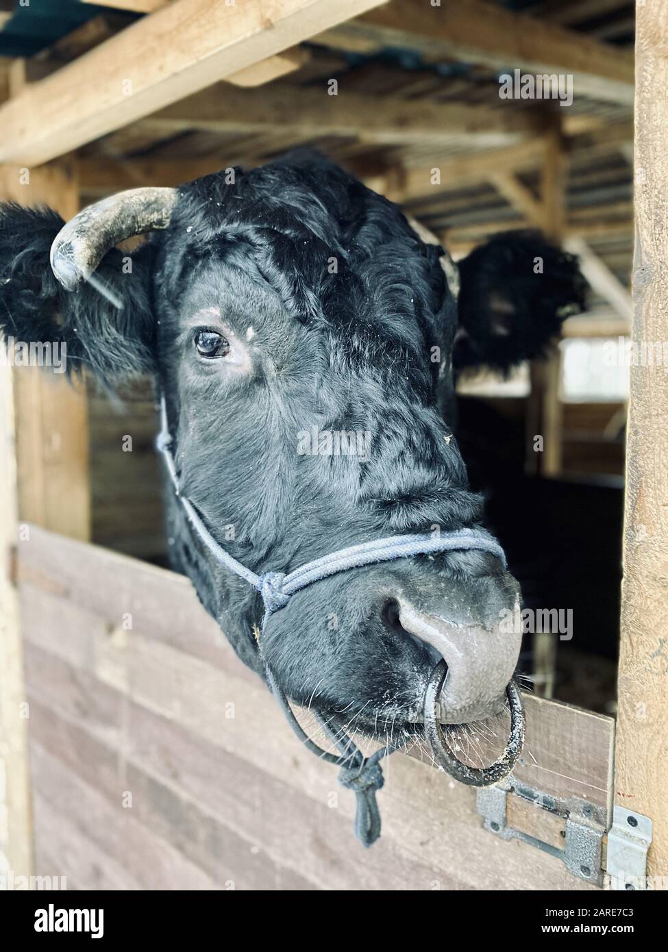 Vertical greyscale shot of a black cow in a barn in the farm Stock ...