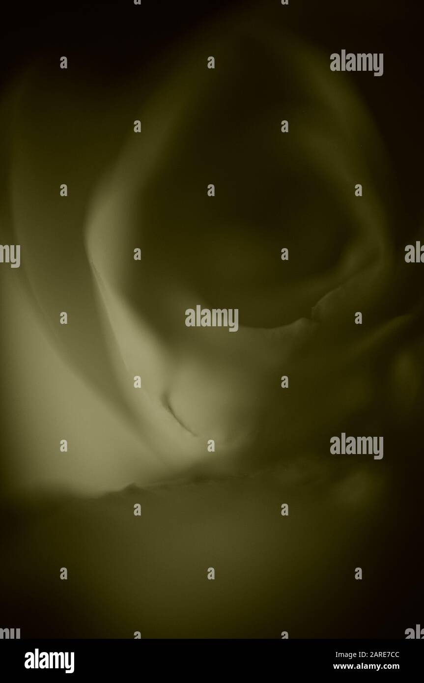 Mesmerizing roses hi-res stock photography and images - Alamy