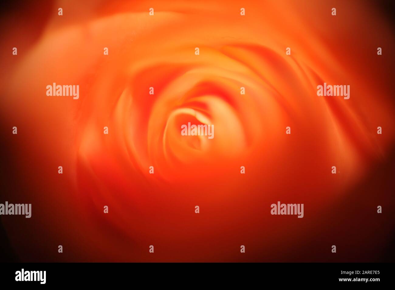Mesmerizing roses hi-res stock photography and images - Alamy