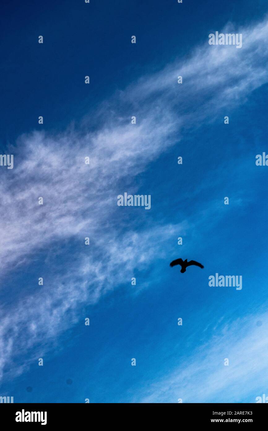 Vertical shot of a bird flying in the mesmerizing sky with white fluffy ...