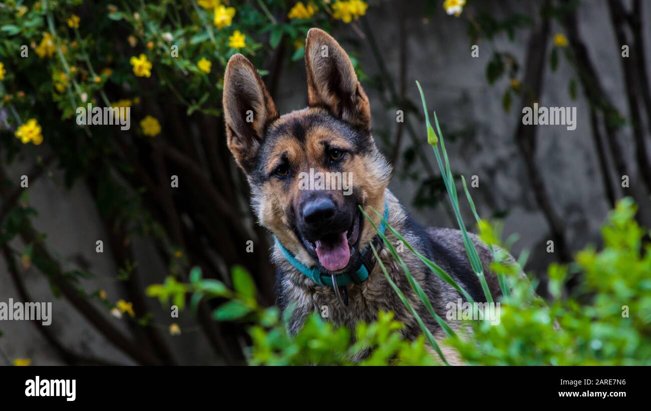 Junior shepherd hi-res stock photography and images - Alamy