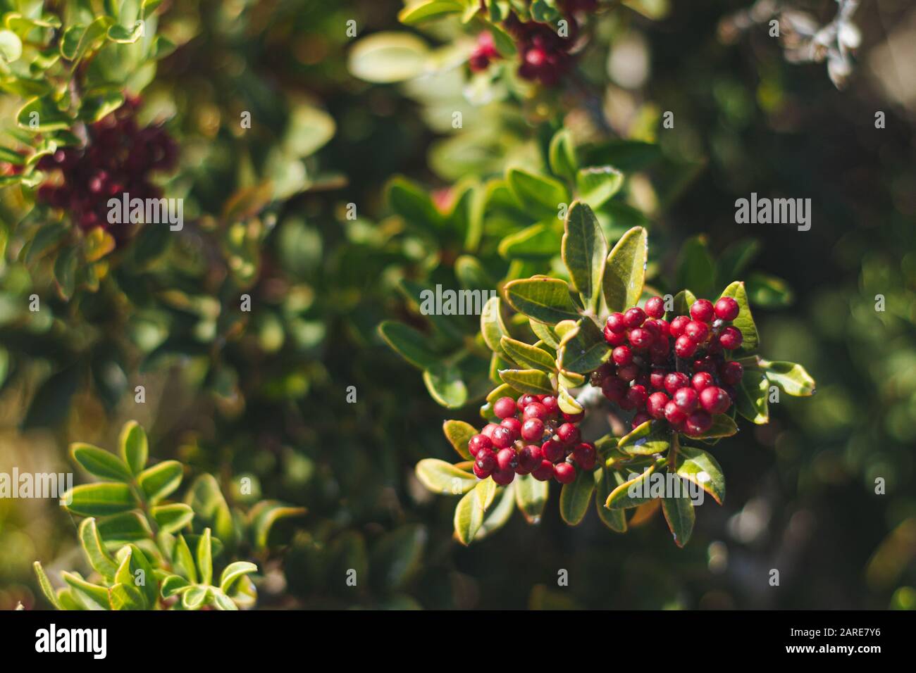 Shepherdia canadensis hi-res stock photography and images - Alamy