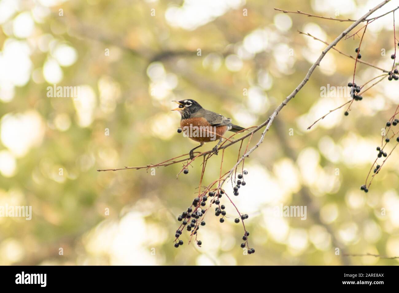 Small bird chirping on a tree branch Stock Photo - Alamy