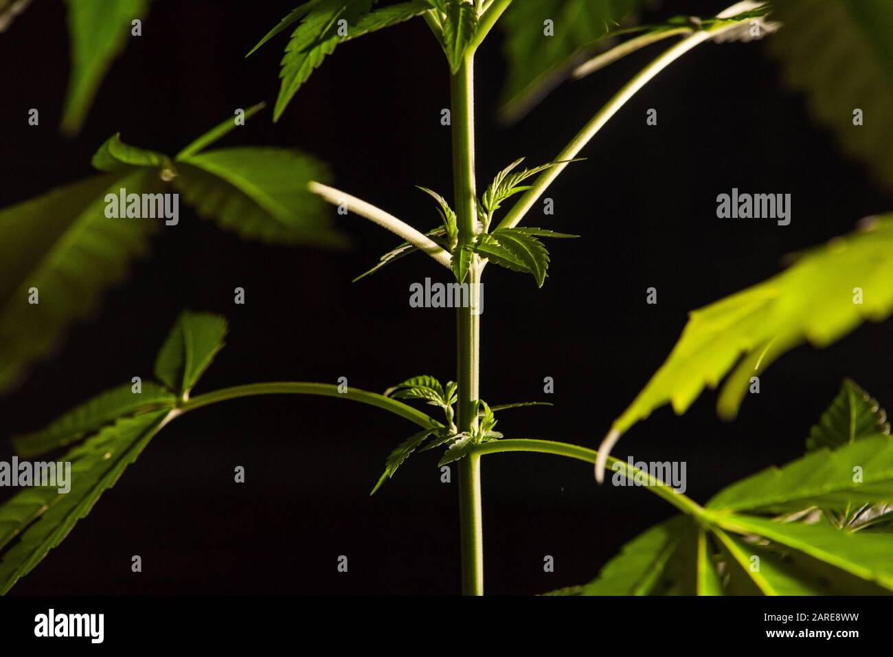 Baby Marijuana Stem