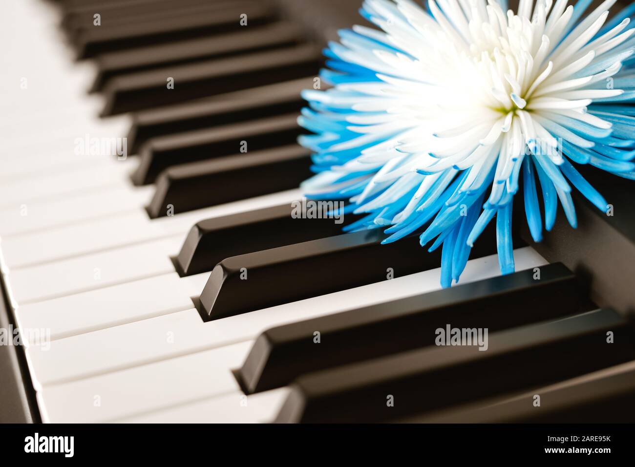 Beautiful grand piano isolated hi-res stock photography and images - Alamy