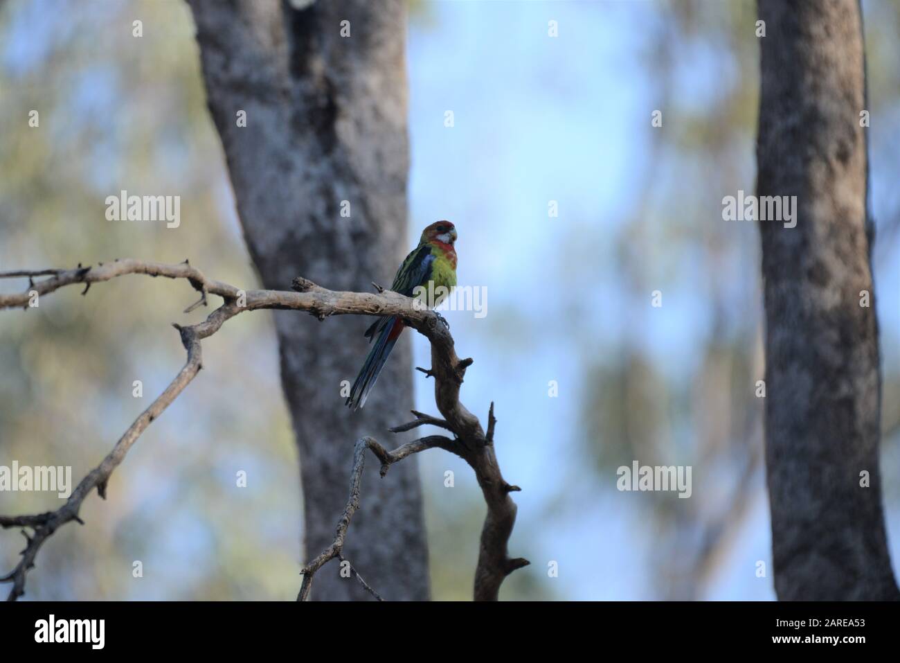 Yellow rosella hi-res stock photography and images - Alamy