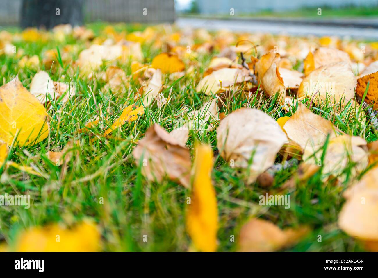 Brown leaves on grass lawn in fall Stock Photo - Alamy