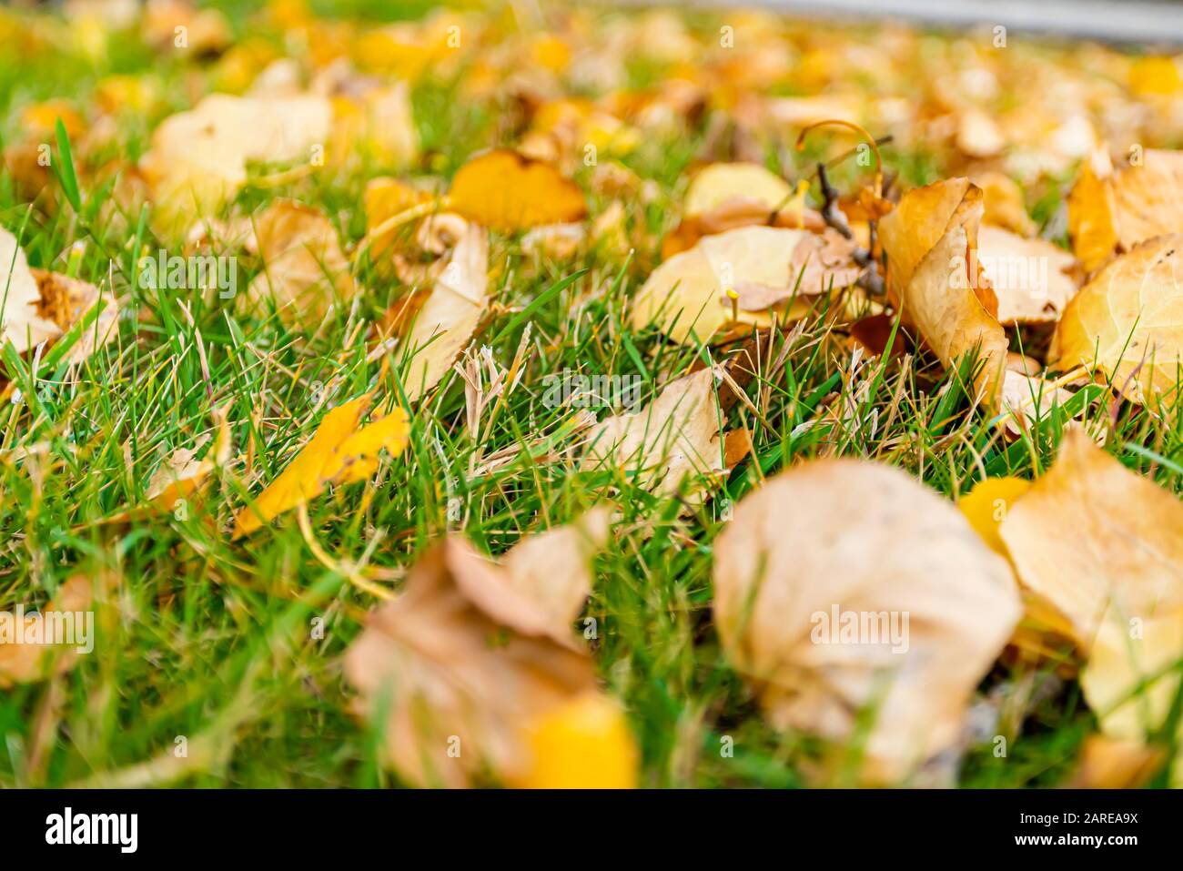 With nature and leaves and brown hi-res stock photography and images ...