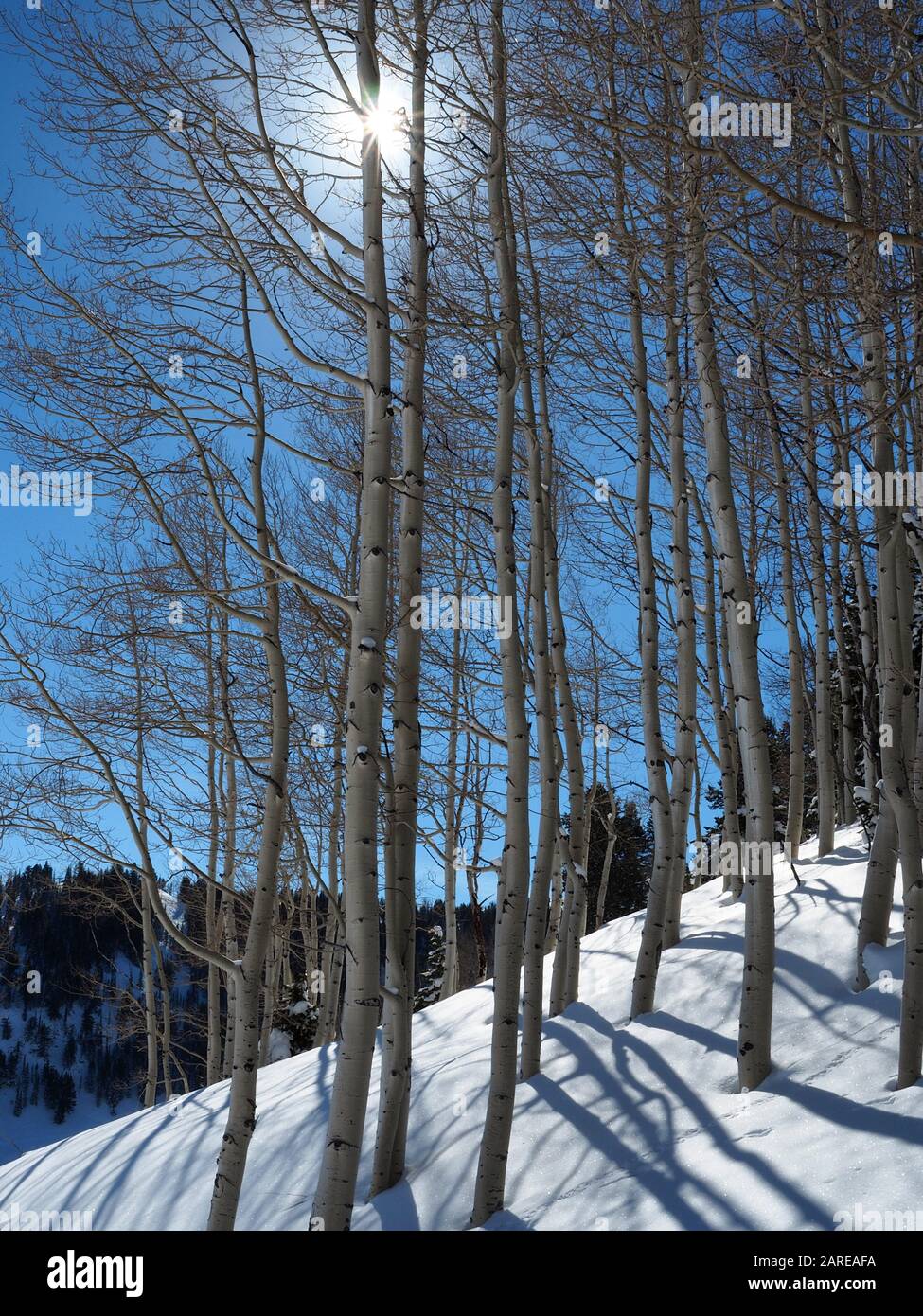 Dense bold forest in a snowy ground during sunny weather Stock Photo ...