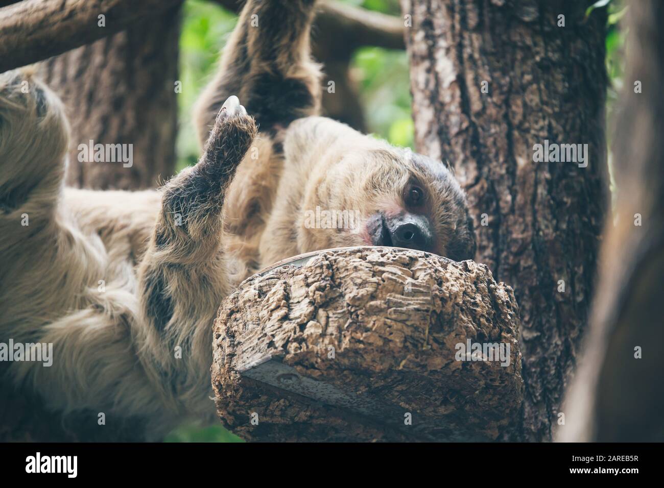 Sloth hanging in tree Stock Photo - Alamy