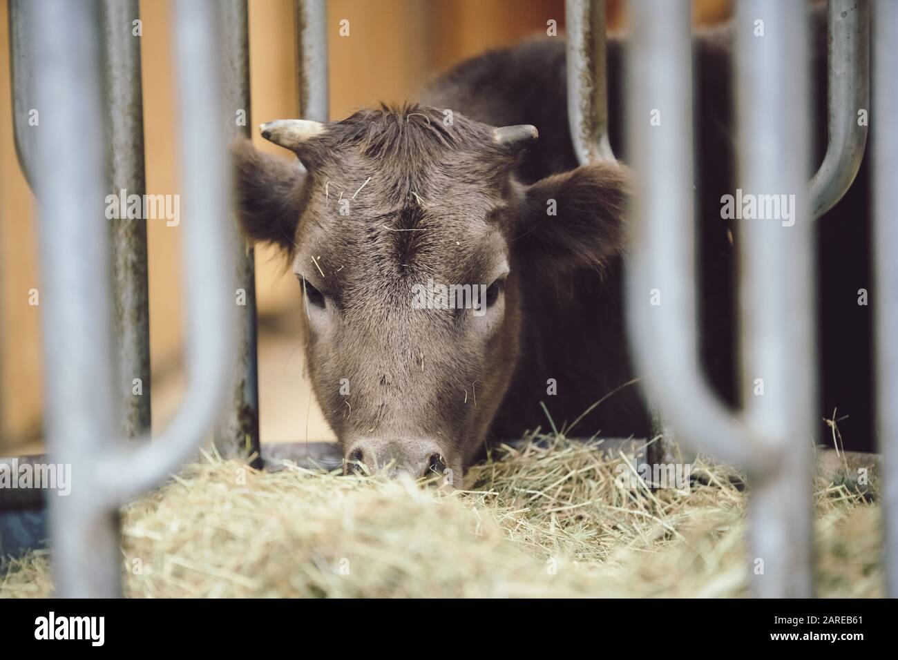 Calf eating hay in stable Stock Photo - Alamy