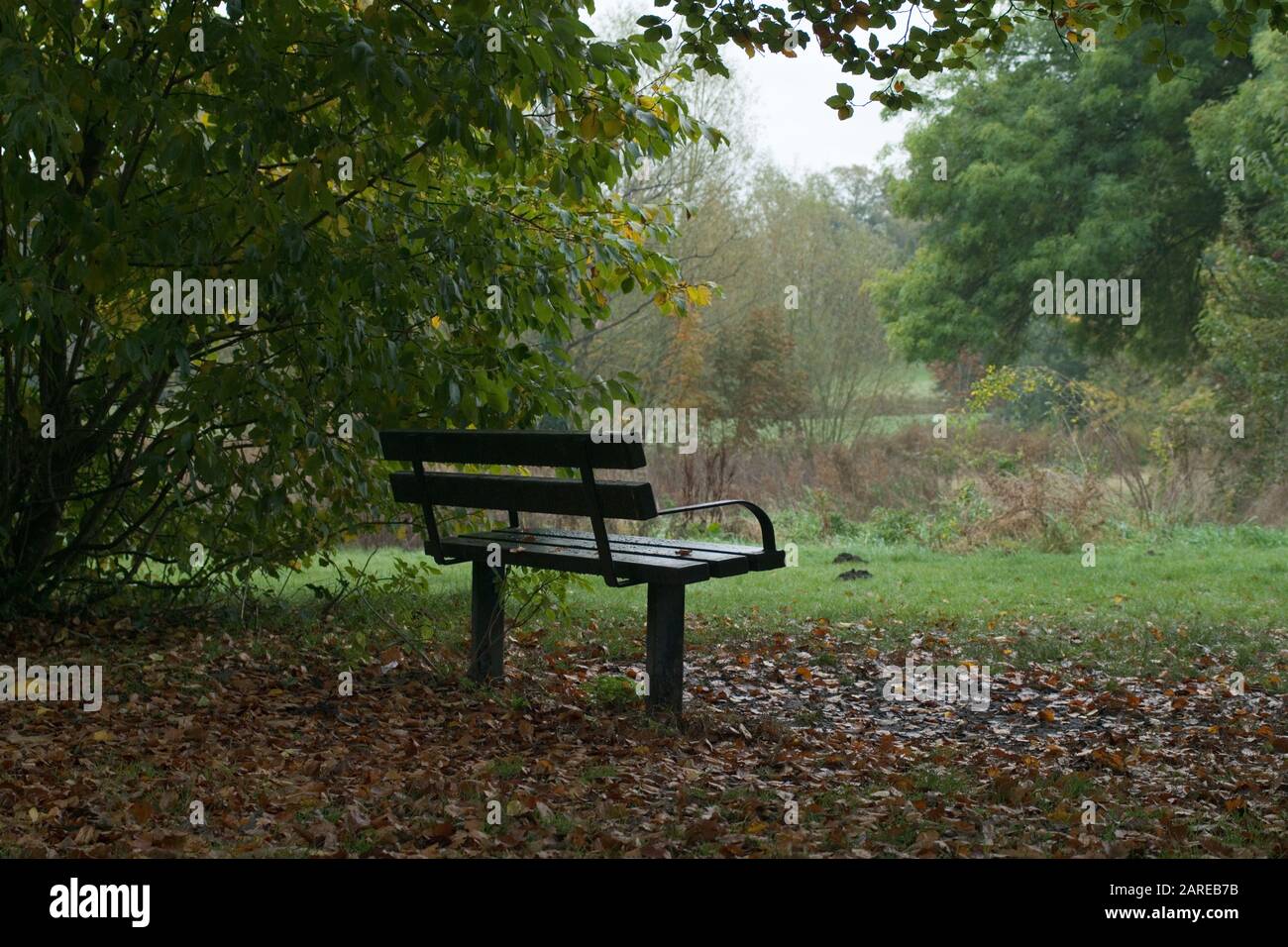 Calming gloomy scenery of a single wooden bench surrounded by greenery ...