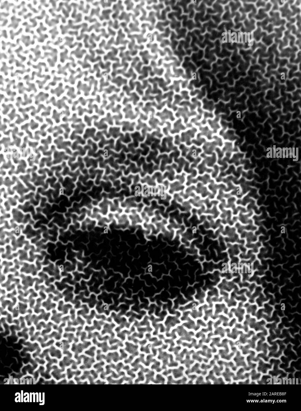 Human eye macro Black and White Stock Photos & Images - Alamy