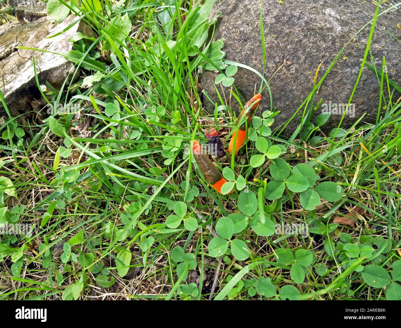 Mutinus caninus dog stinkhorn fungus Stock Photo - Alamy