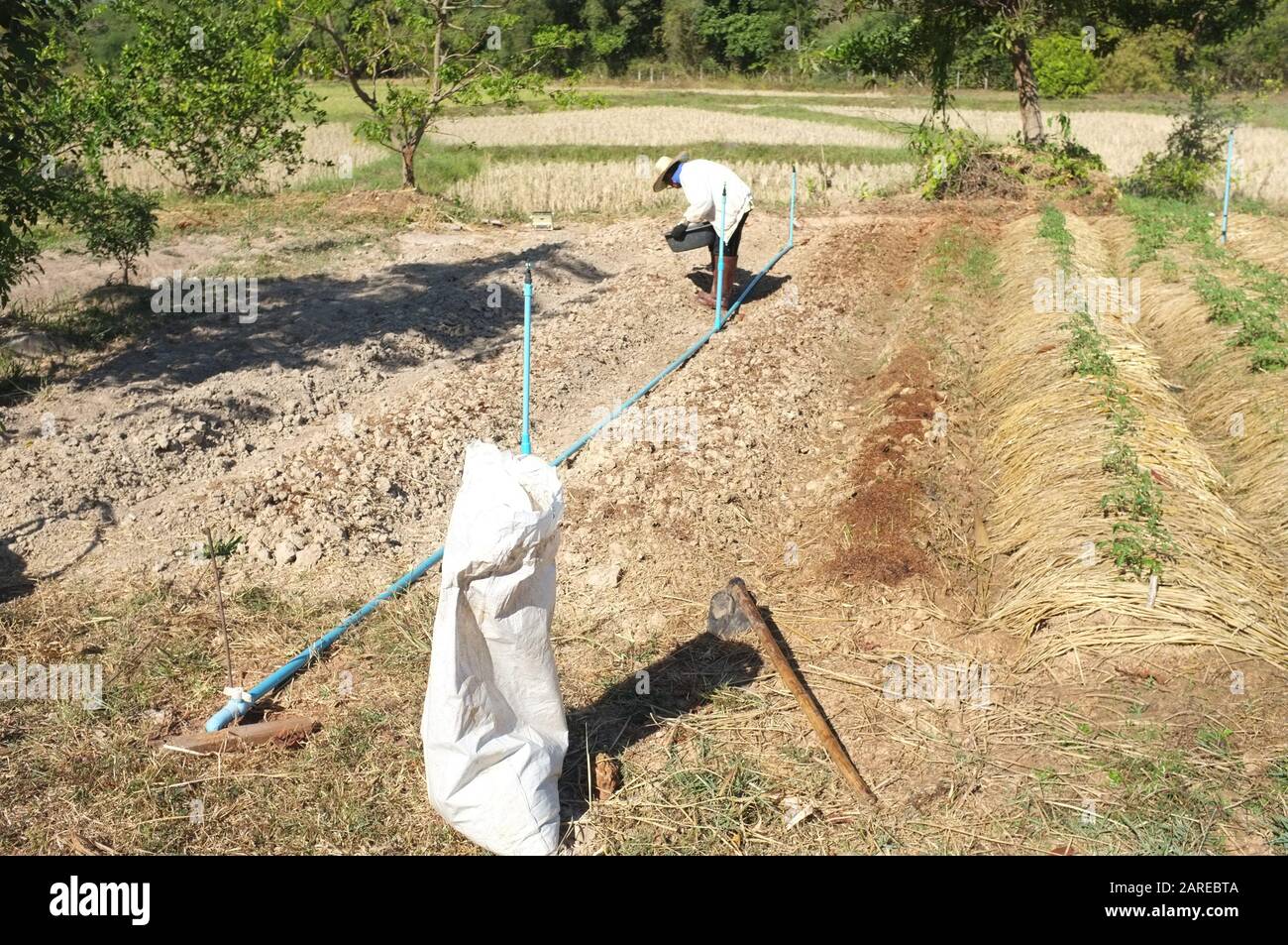 Farmer plowing soil for planting , "The theory of soil cover" of King ...
