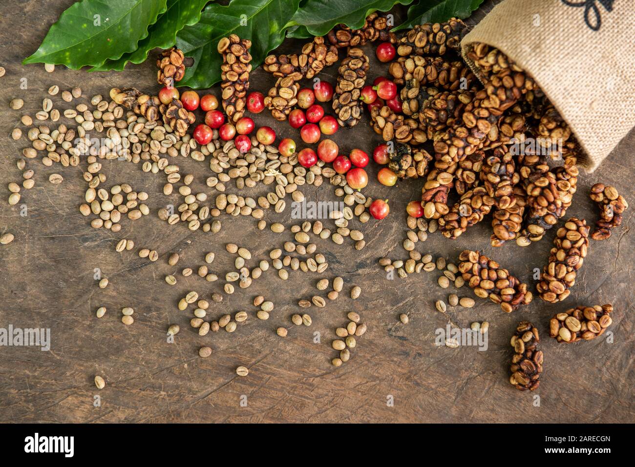 Robusta, Arabica, coffee berries, coffee beans. Top view with copy ...