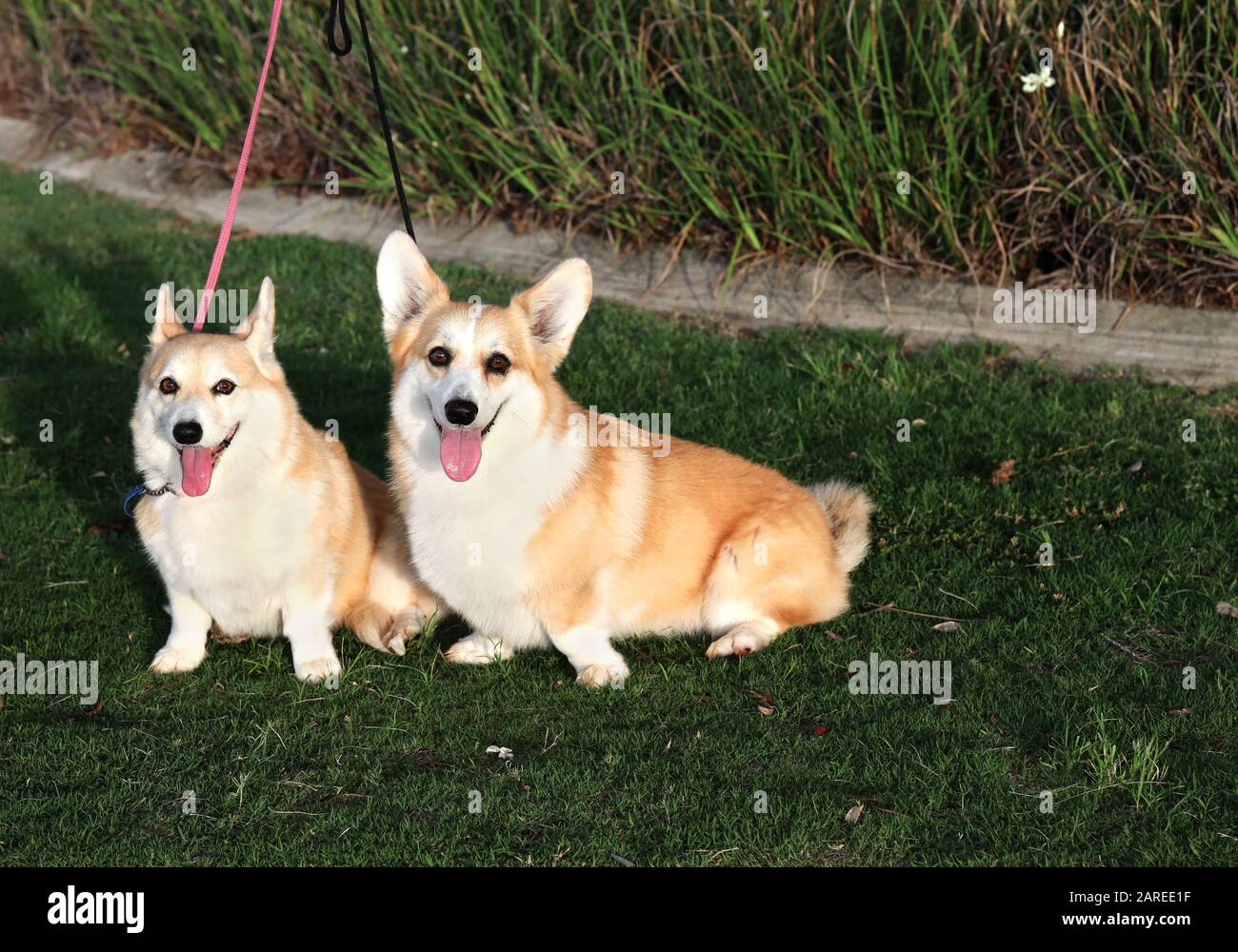 Two corgi dogs at the park being walked, sat down and posed for a few ...