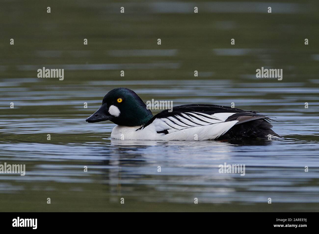Common goldeneye in its natural habitat in Denmark Stock Photo - Alamy