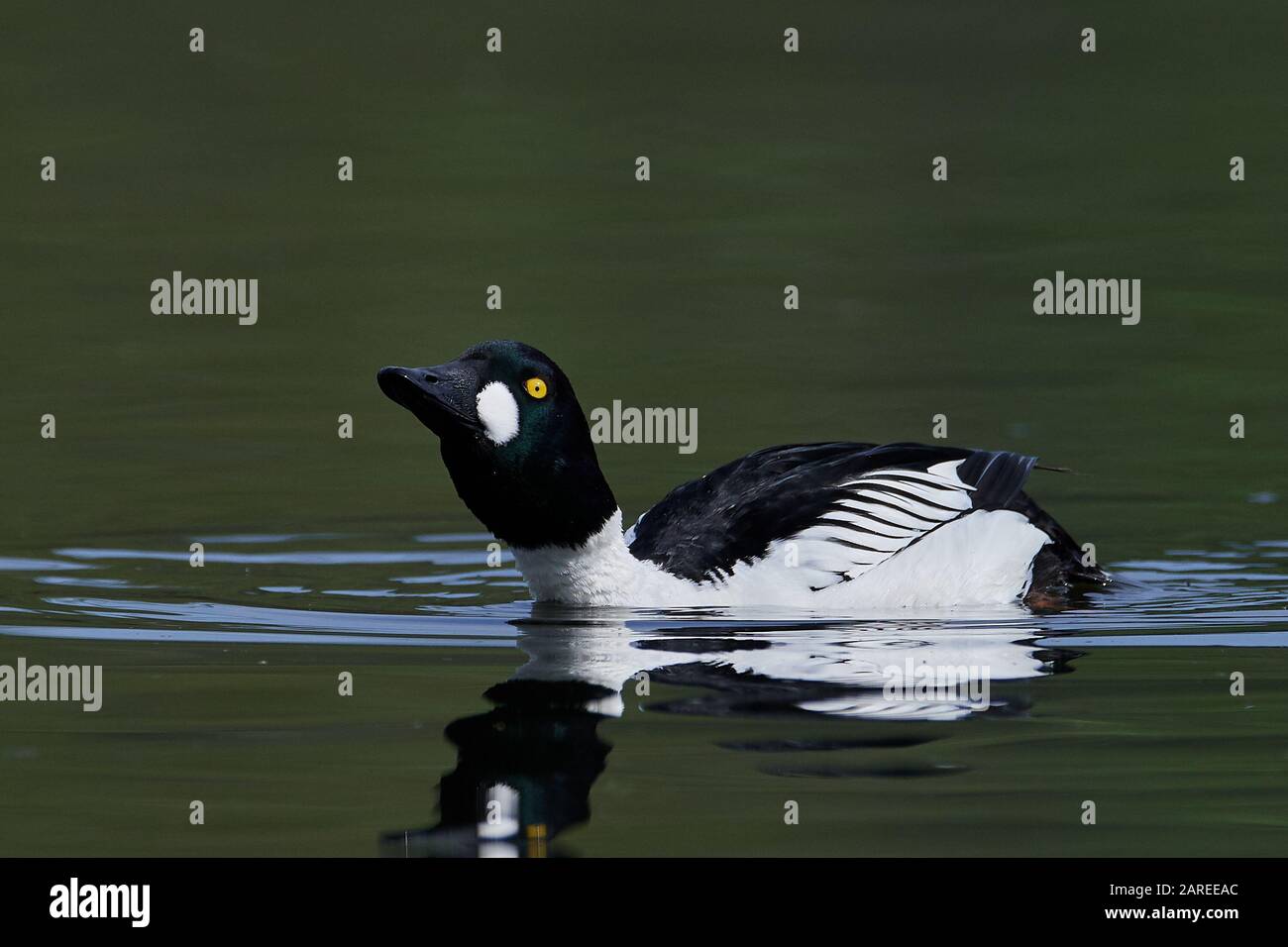 Common goldeneye in its natural habitat in Denmark Stock Photo - Alamy