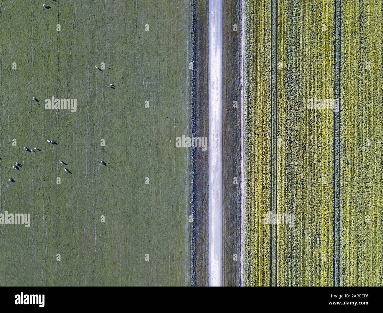 Yellow field aerial view of canola crops, sheep and dirt road above in ...