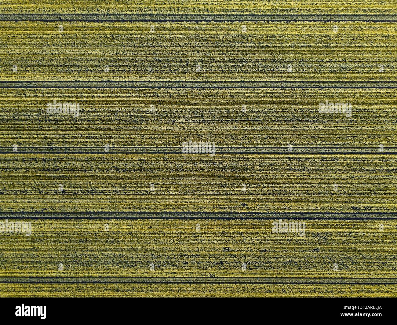 Canola seeds hi-res stock photography and images - Alamy