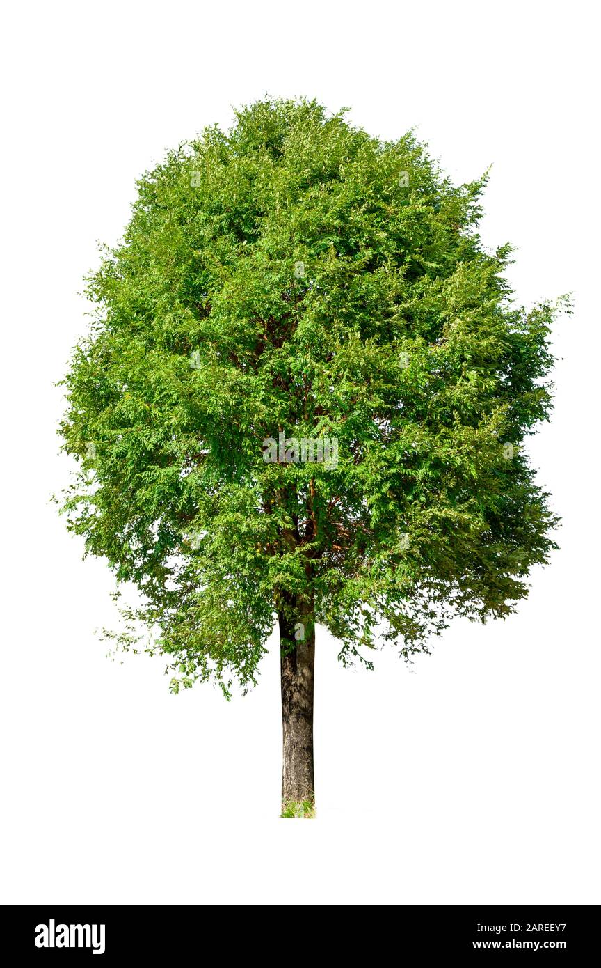 Isolated trees on white background Stock Photo - Alamy