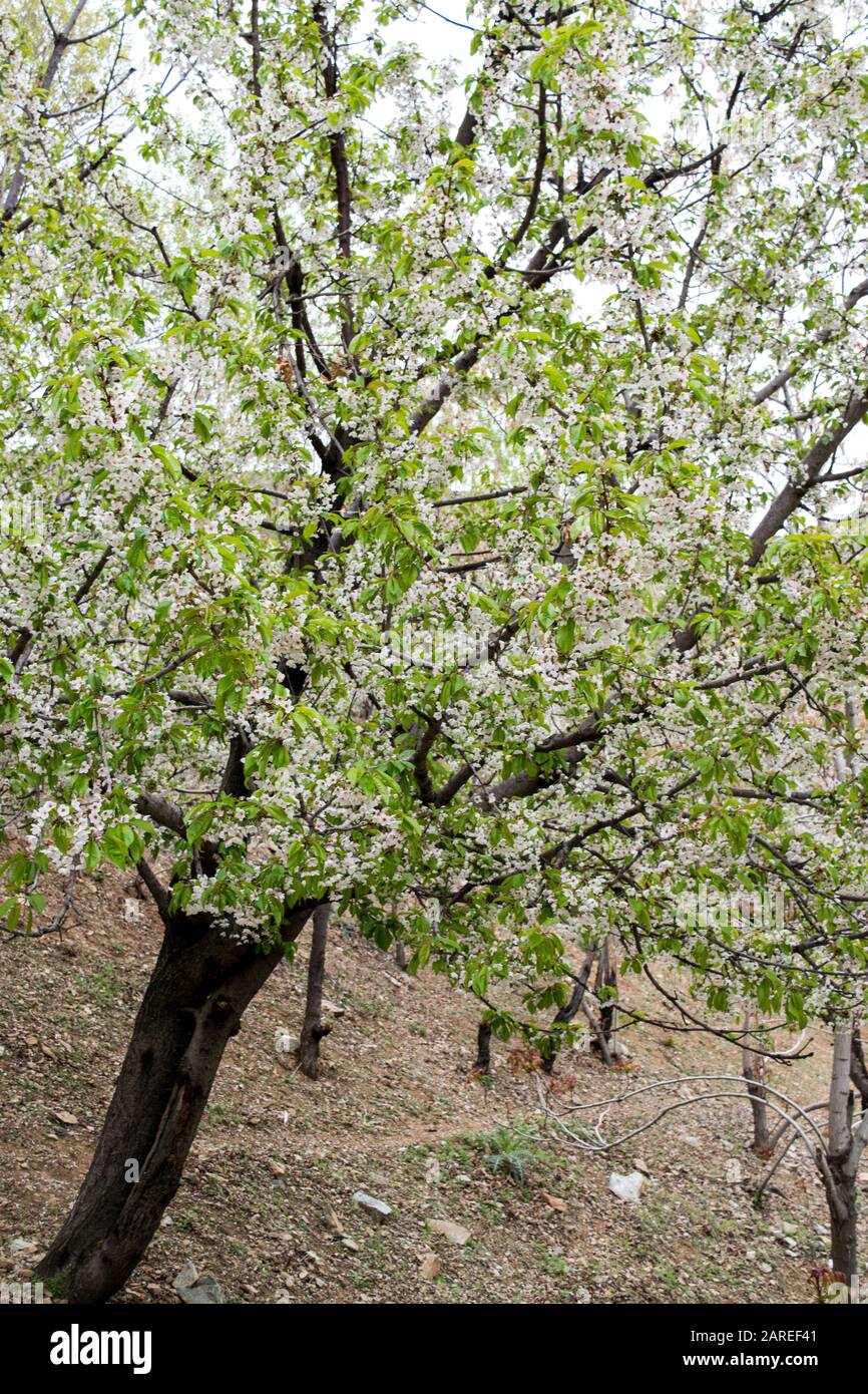 tree in full bloom with new green leaves, golab darreh, north of tehran ...