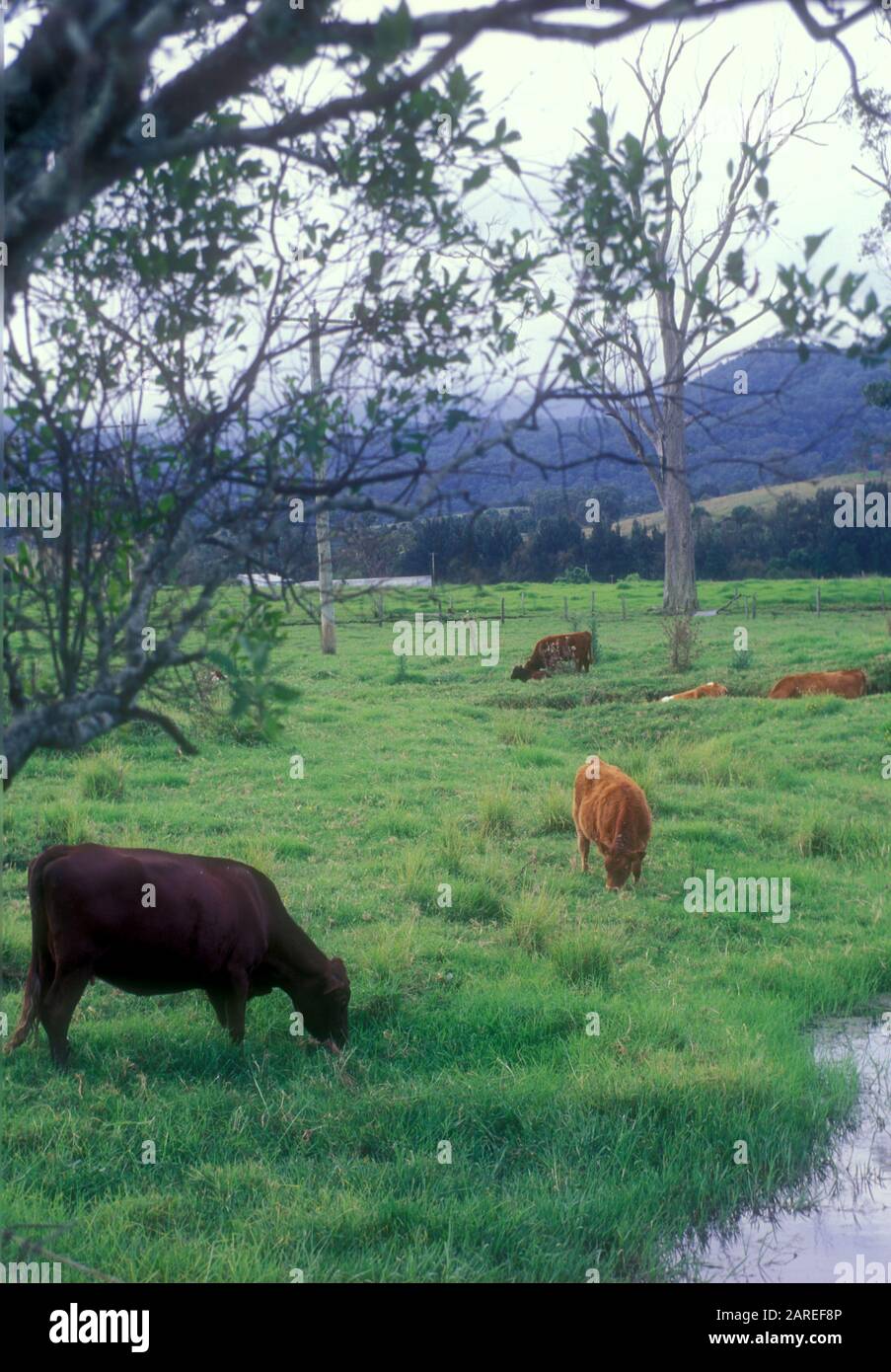 COWS GRAZING NEAR A DAM IN THE HUNTER VALLEY, NEW SOUTH WALES ...